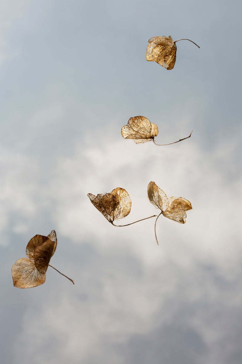 Field Study V – Janet Hafoka